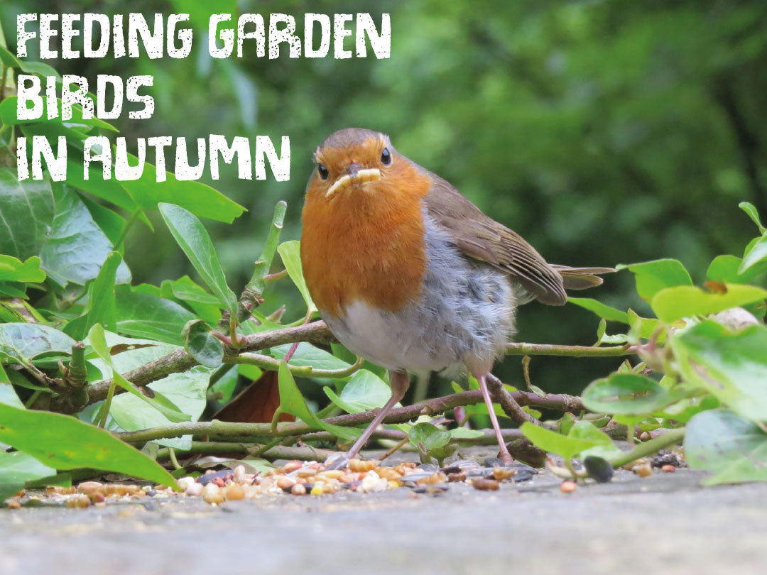 Feeding Garden Birds in Autumn 🐦 – Chubby Mealworms UK