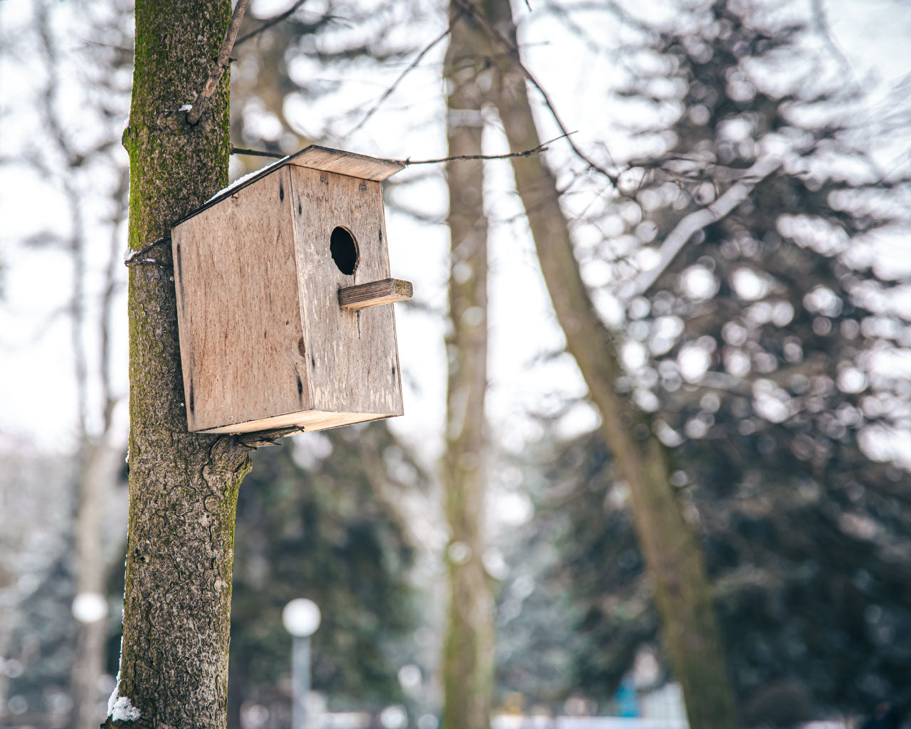 A Guide To Nest Boxes – Chubby Mealworms UK